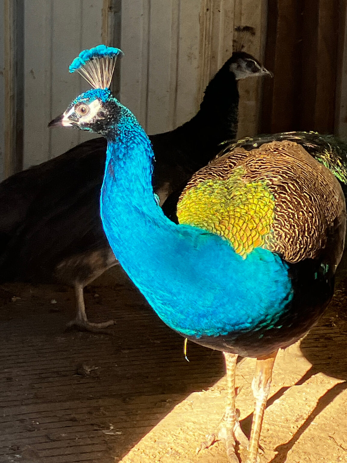 Raising Game Birds - Backyard Poultry